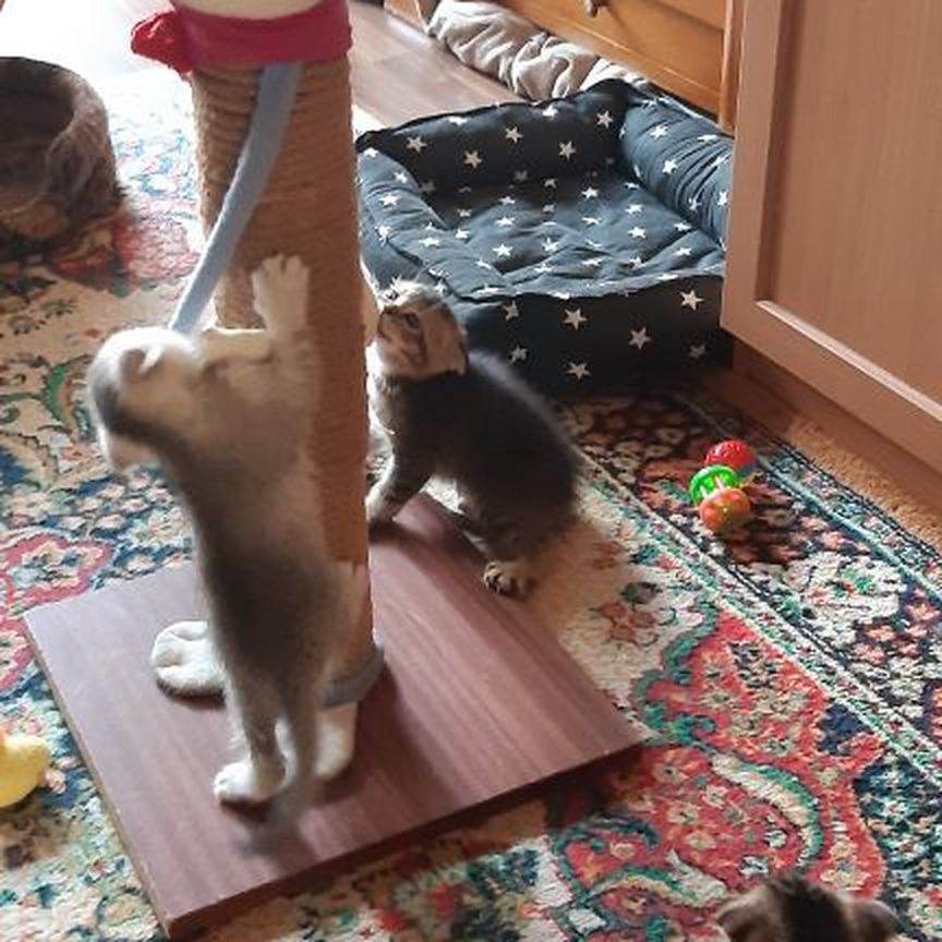 Продажа шотландские котята