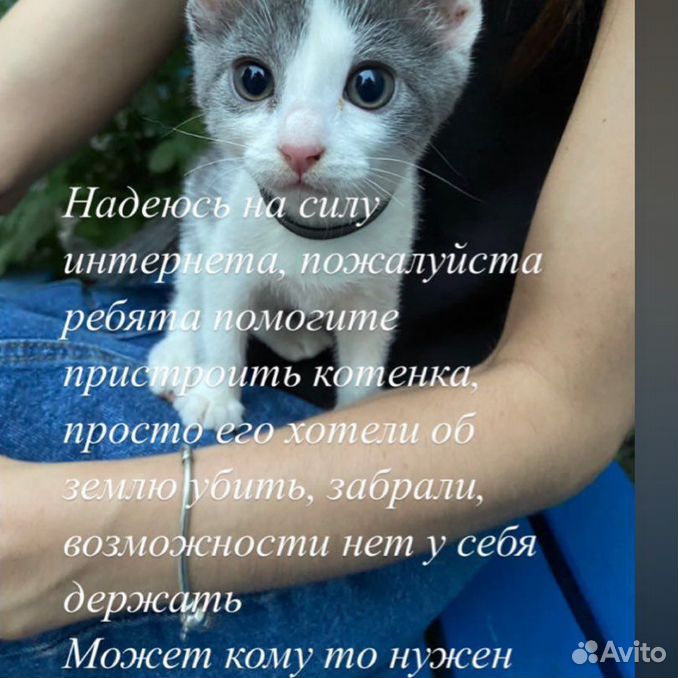 Пристроим котенка в хорошие руки