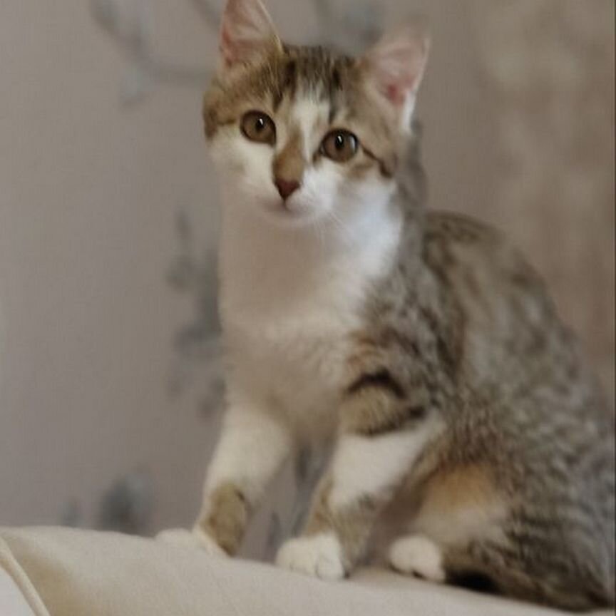 Котёнок в добрые руки бесплатно