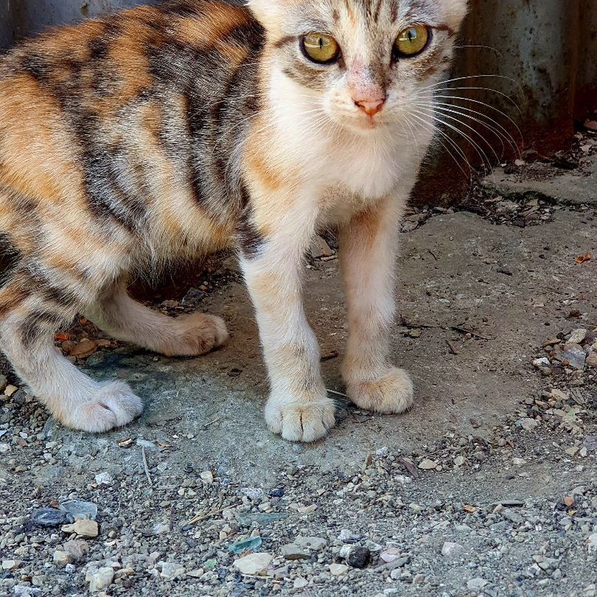 Котята в добрые руки бесплатно девочка