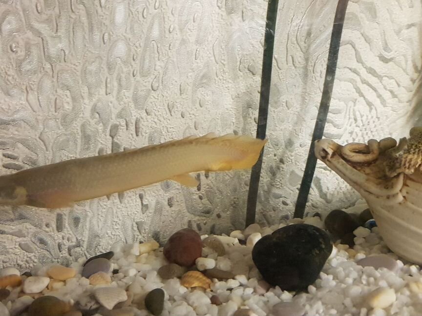 Полиптерус