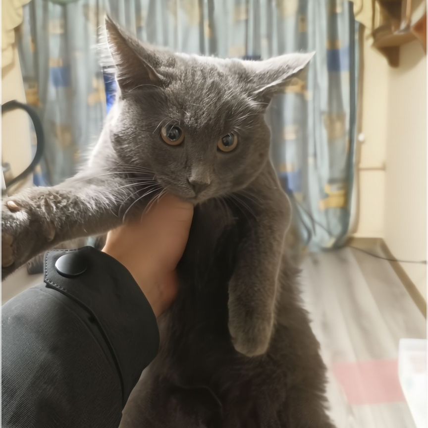 Отдам котёнка