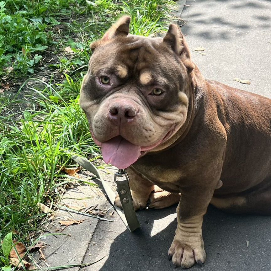 Американский булли кобель