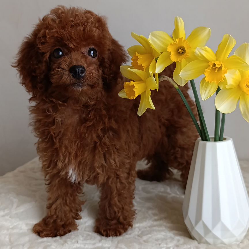 Той-пудель, щенок