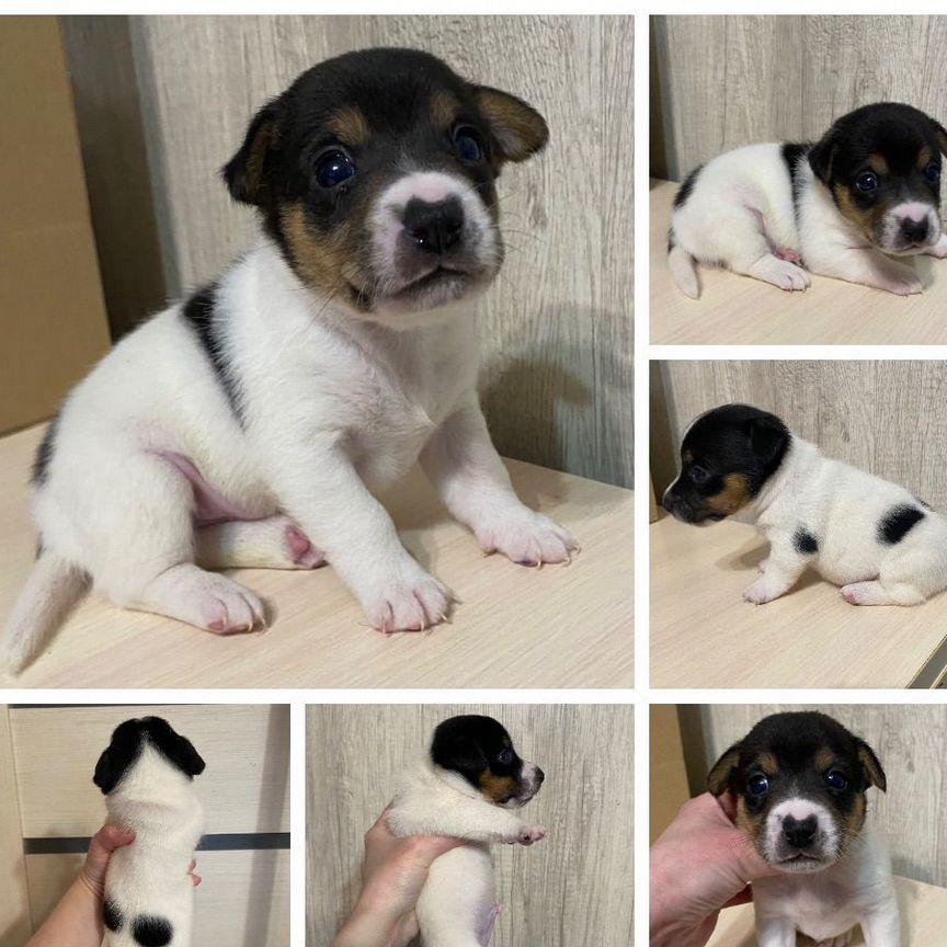 Джек-рассел-терьер, щенок