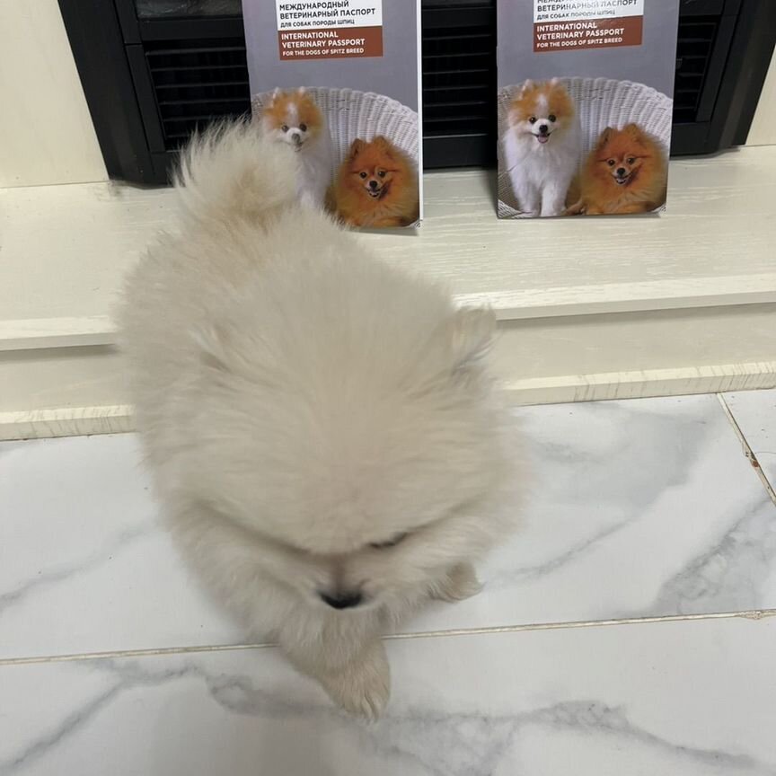 Померанский шпиц