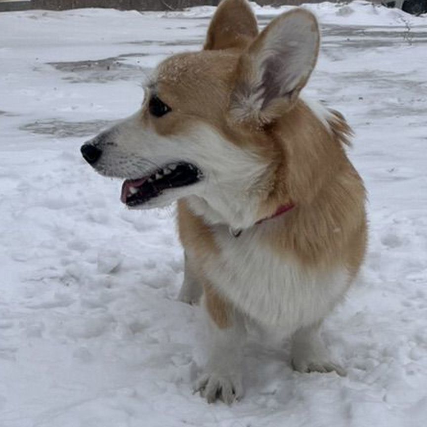 Вельш-корги пемброк девочка