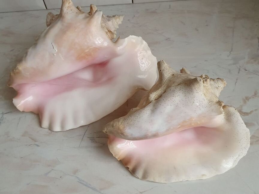 Ракушка (рапан)