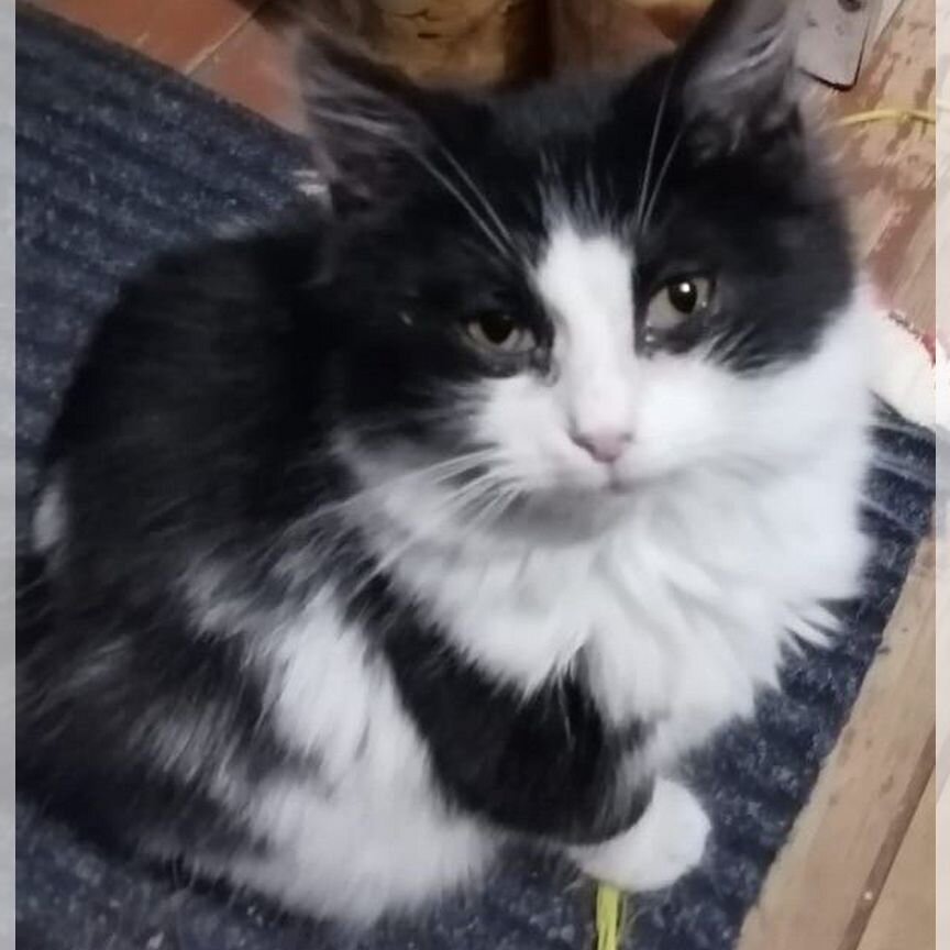 Котёнок в добрые руки