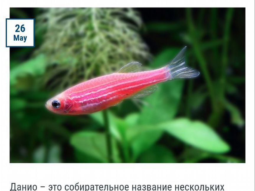Рыбка Данио