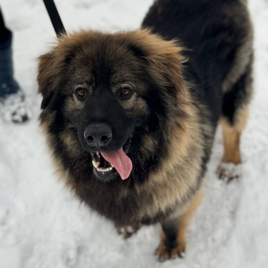 Собака ищет семью