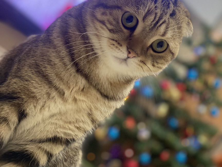 Шотландский кот вязка