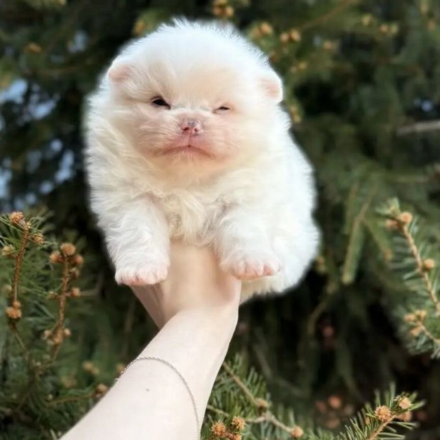 Померанский шпиц, щенок