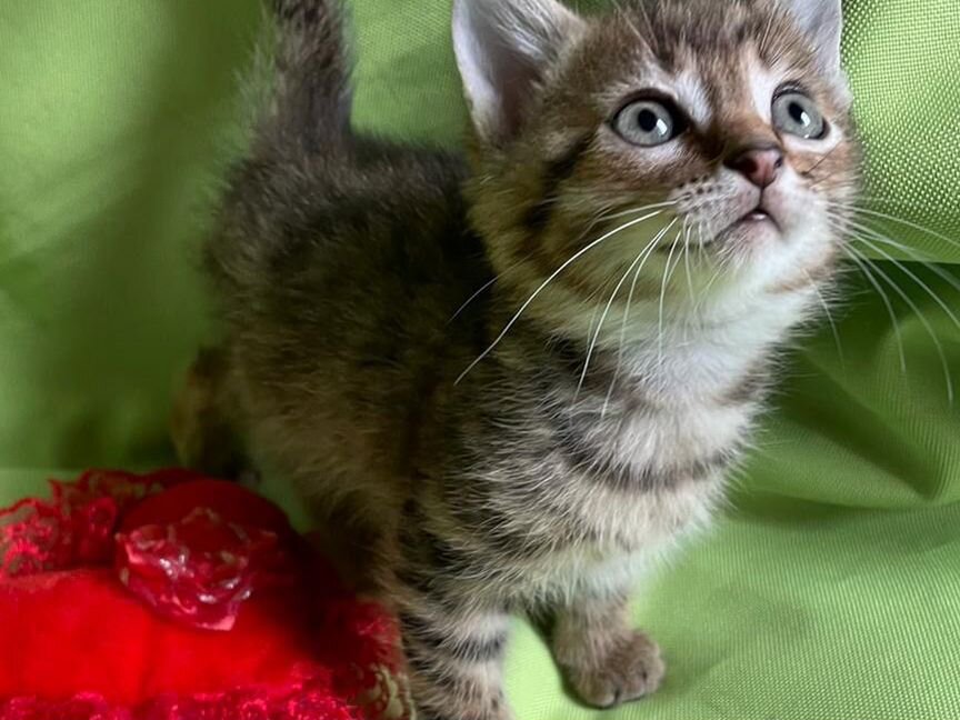 Полосатый чертенок Тимоша