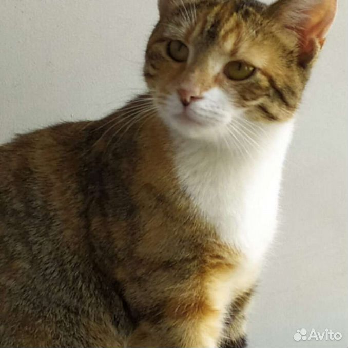 Чудесная кошка Анфиса в добрые руки