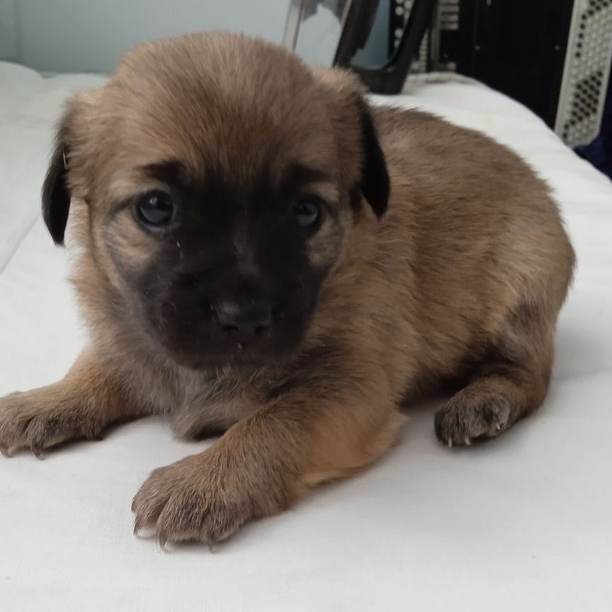 Английский той-терьер, щенок