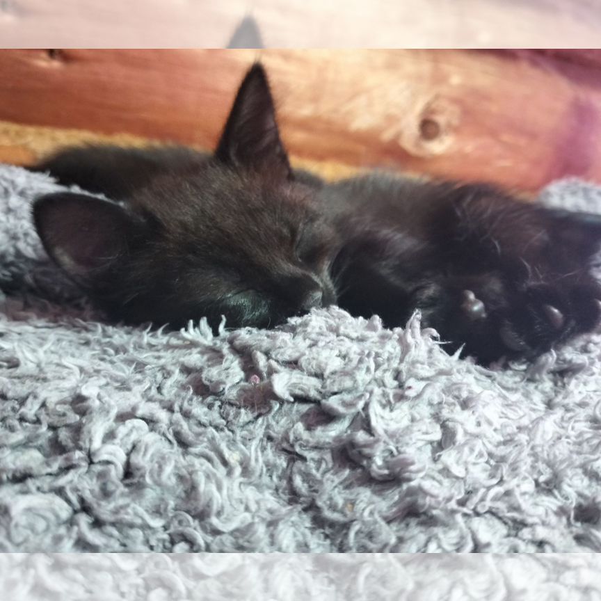 Котёнок в добрые руки