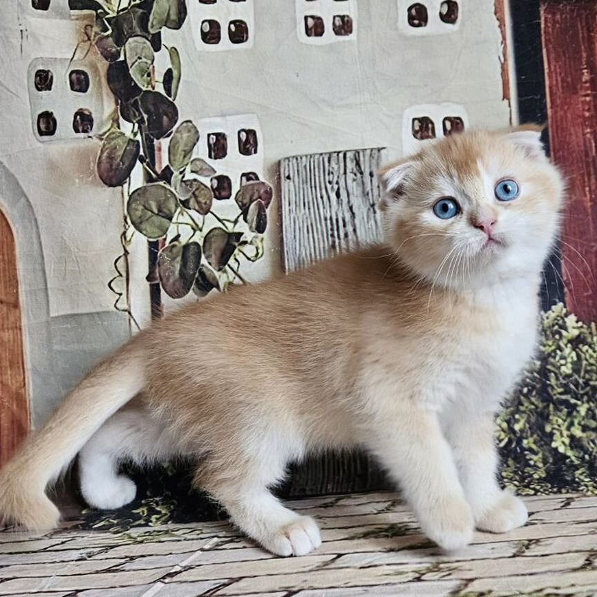 Скоттиш килт фолд дгг