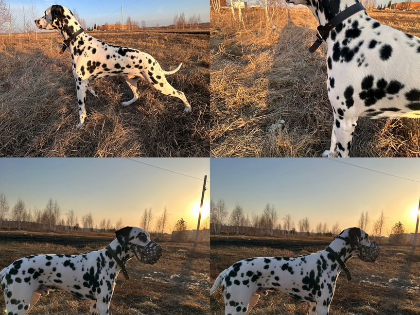 Отдам далматинца