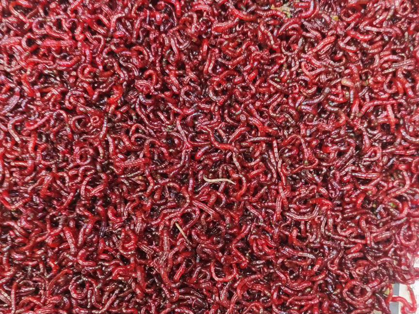 Мотыль Уральский, Лиман Северное Бутово