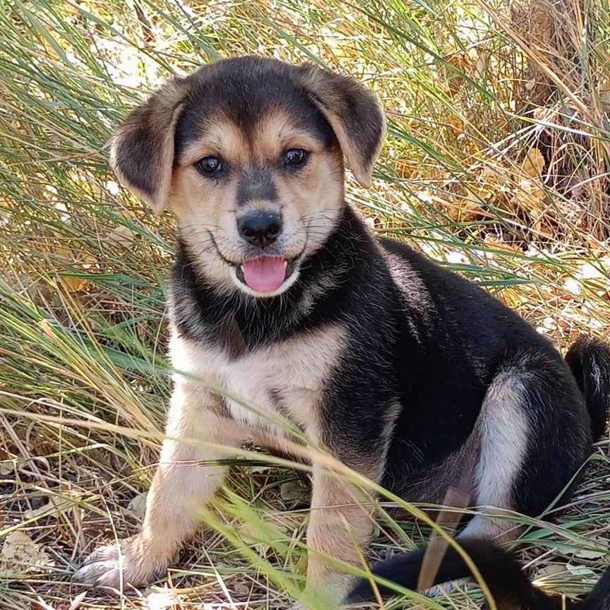 Щенок в добрые руки