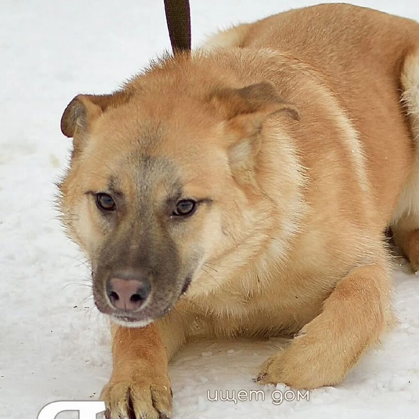 Взрослый пёс в добрые руки