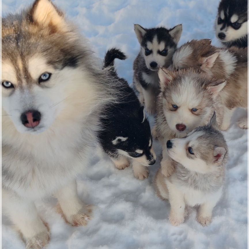 Помски, щенок