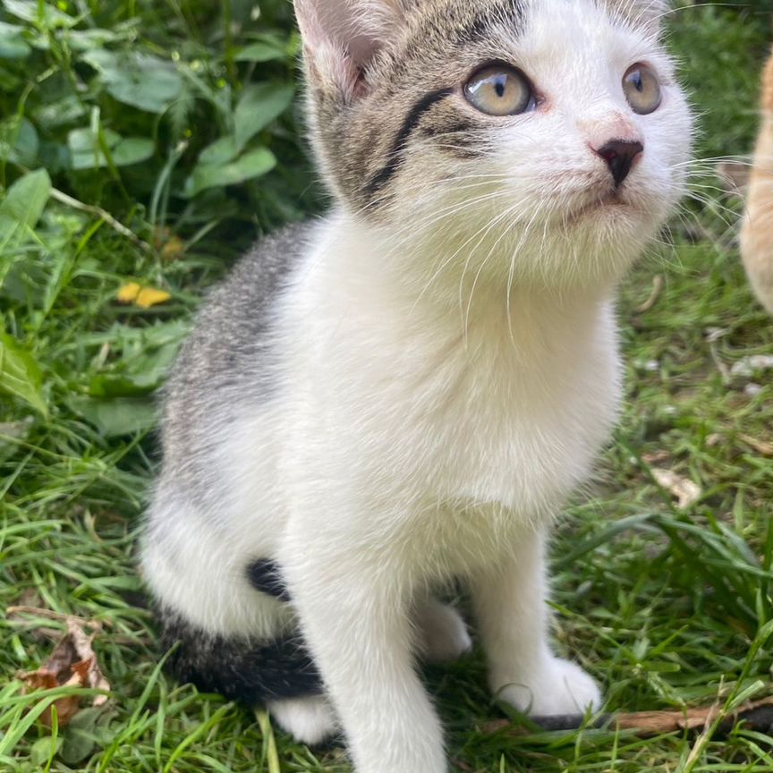 Котенок со смешным носиком в добрые руки