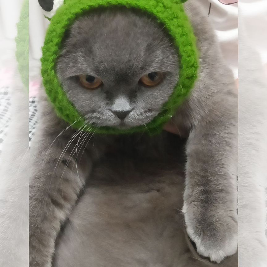 Шапочка лягушка для кошки