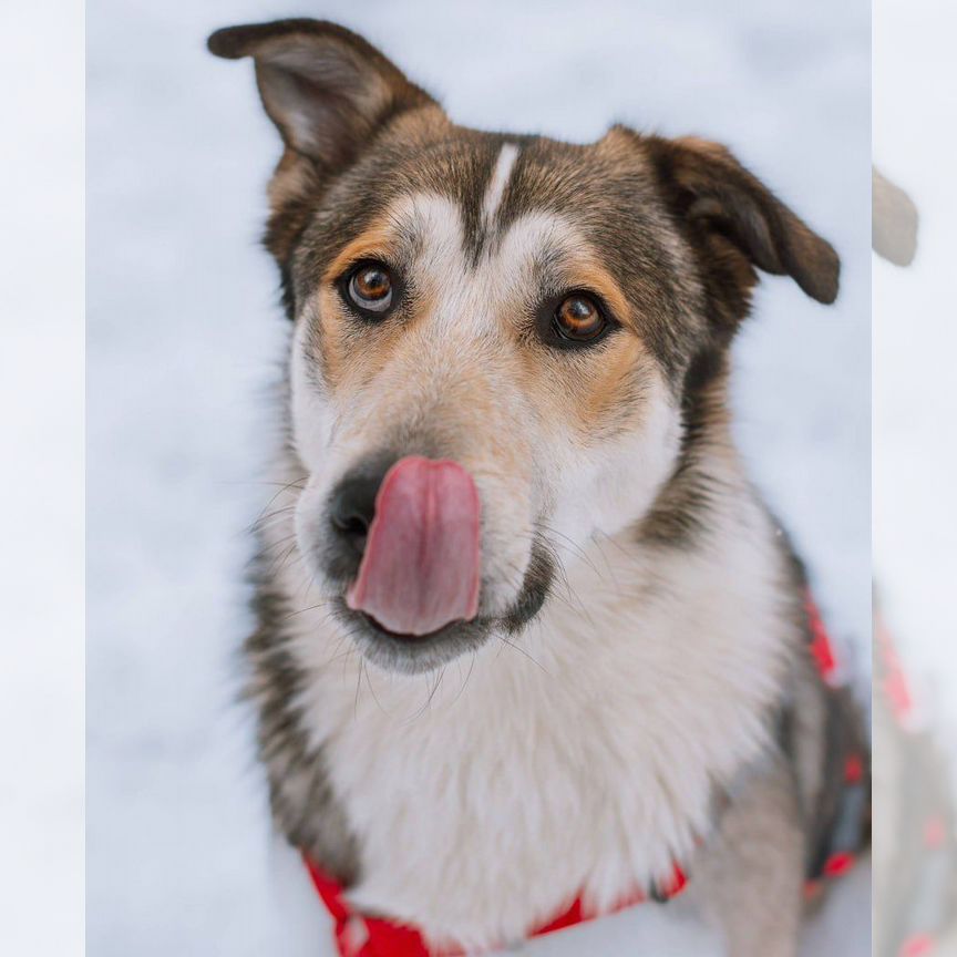 Взрослый пёс в добрые руки