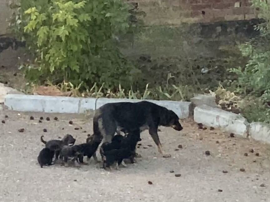 Щенки бесплатно 8 шт