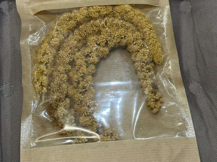 Чумиза для птиц