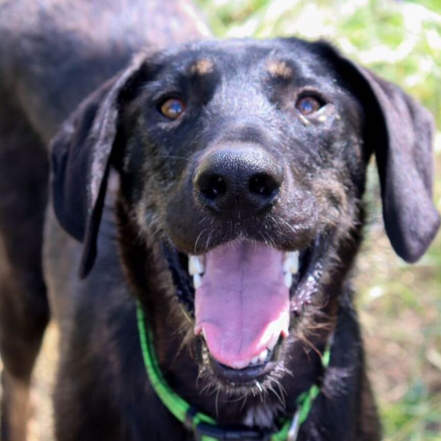 Собака в добрые руки