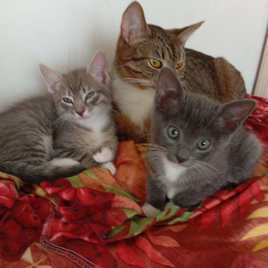Котёнок в добрые руки