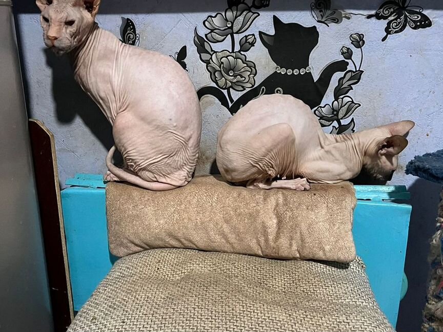 Сфинксы