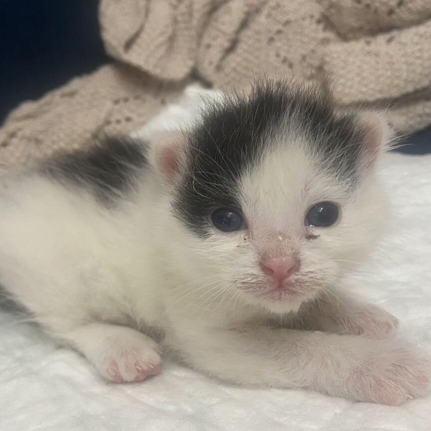 Котенок с улицы в добрые руки
