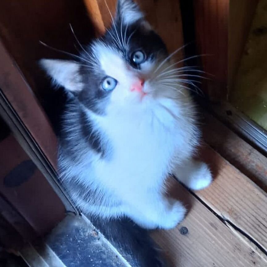 Котёнок в добрые руки