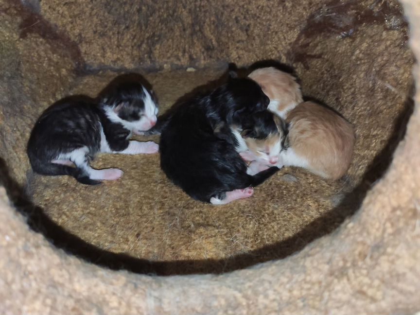 Котята. Забирать через месяц