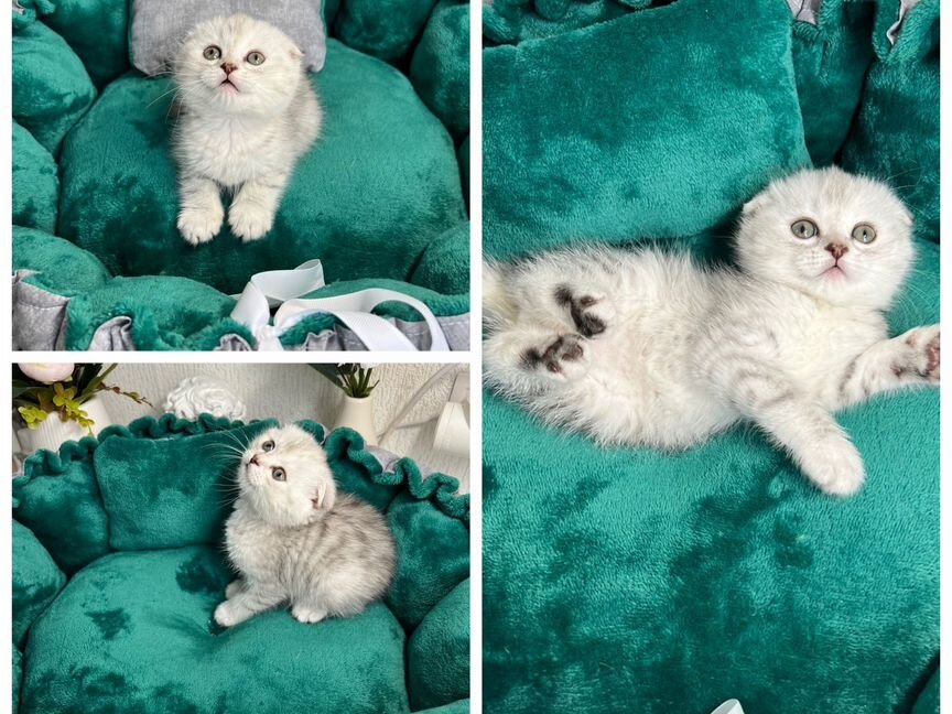 Шотландские котята