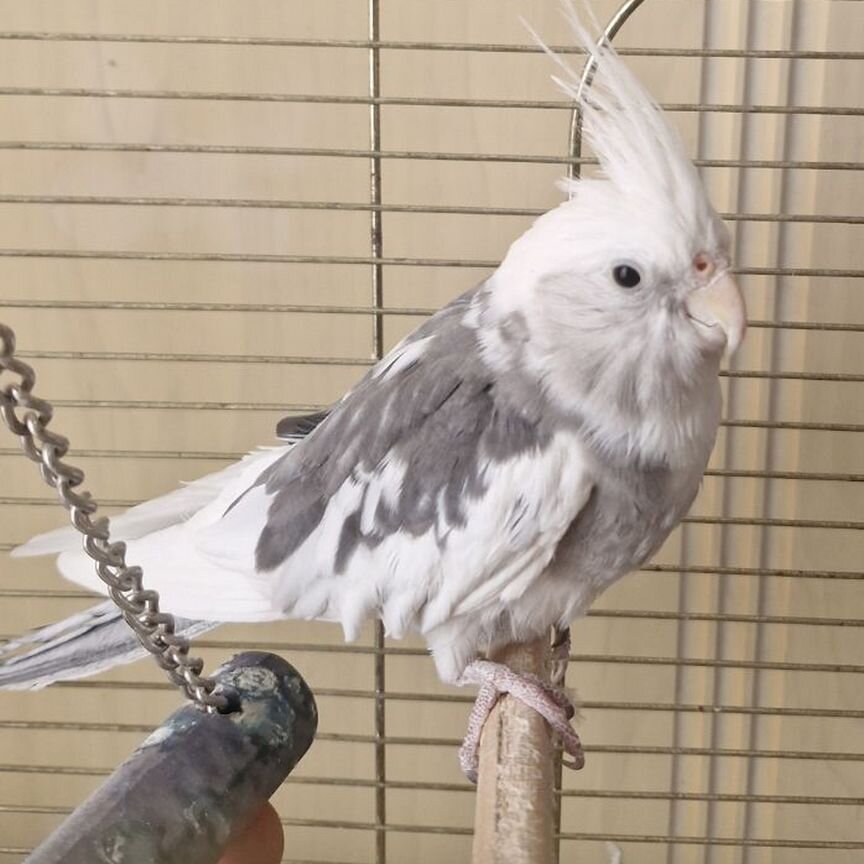 Попугай Корелла безщекая