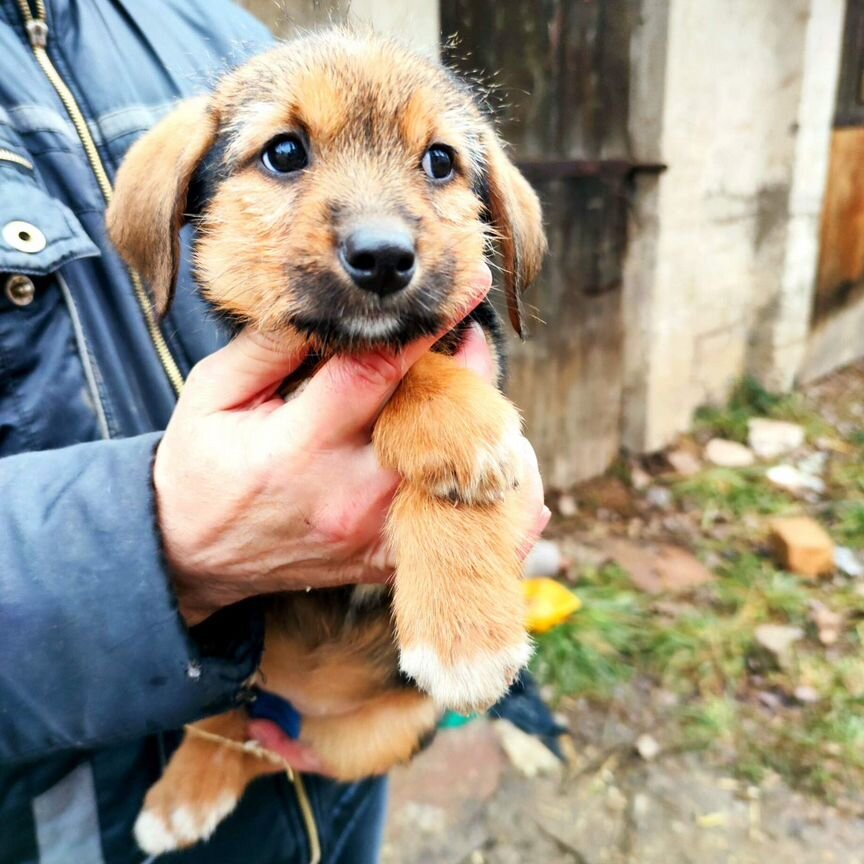 Щенок в добрые руки