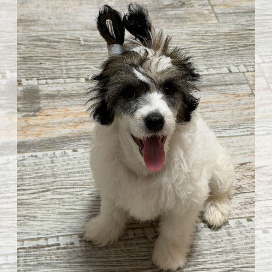 Китайская хохлатая, щенок