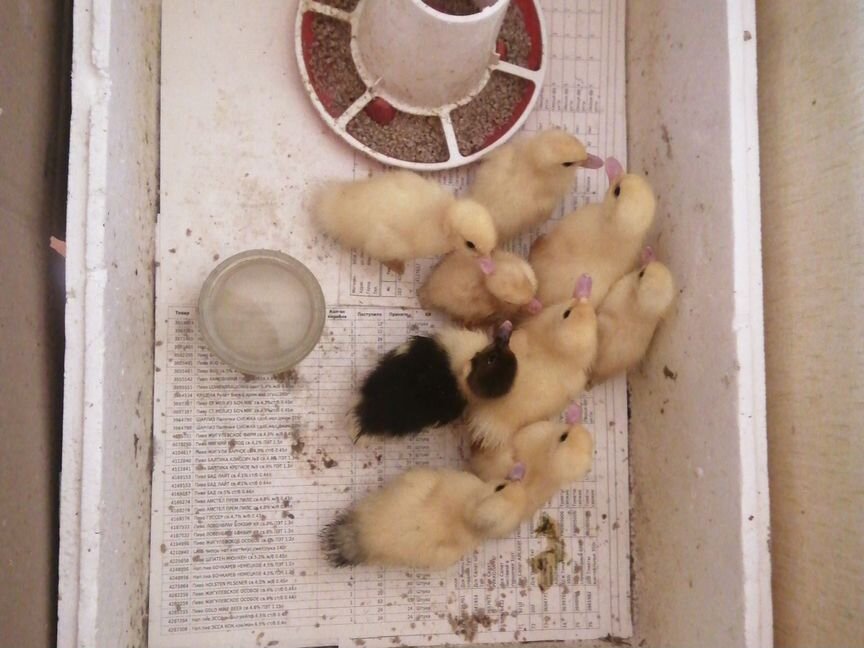 Мускусные утята