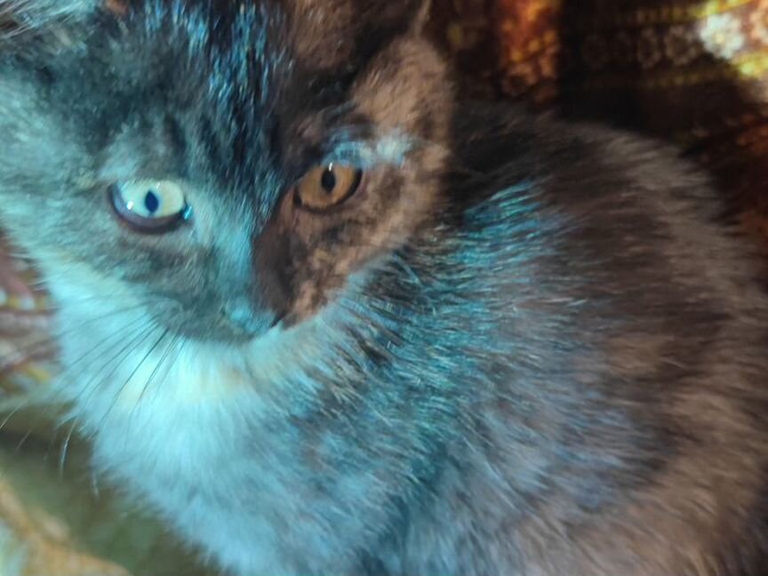 Котейка котёнок котенок