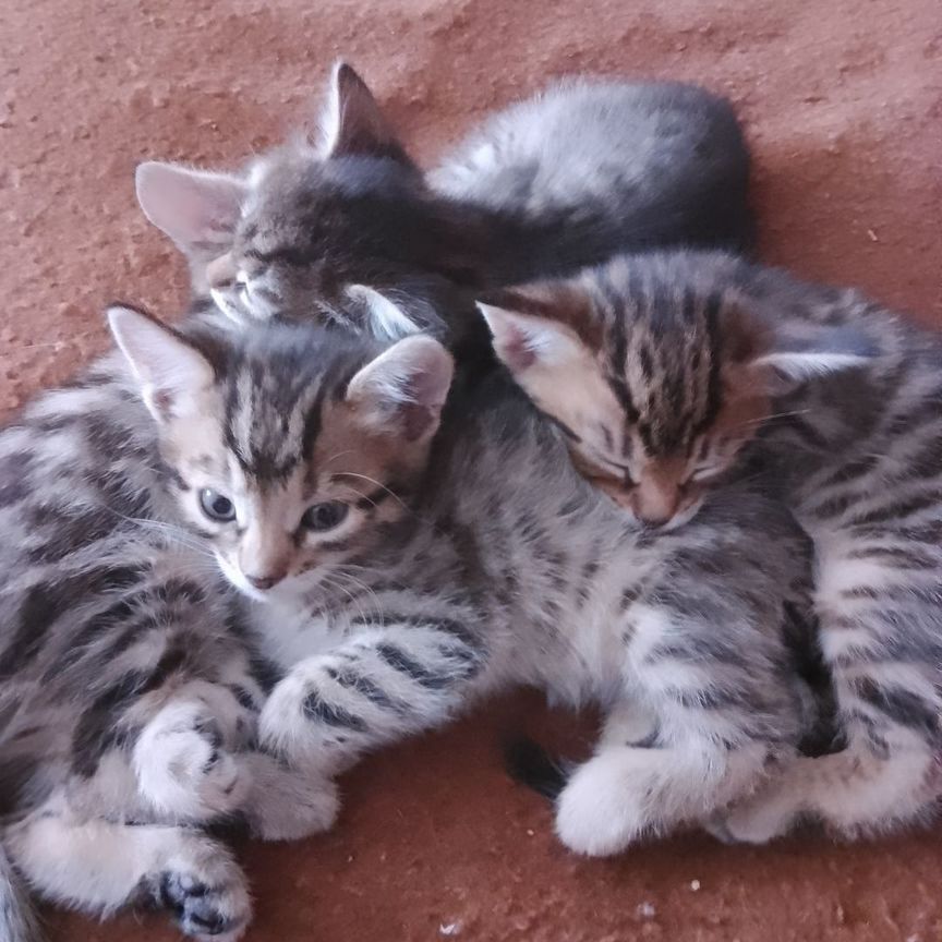 Котята