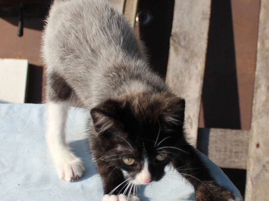 Котёнок мальчик 2 мес. С очень необычным окрасом