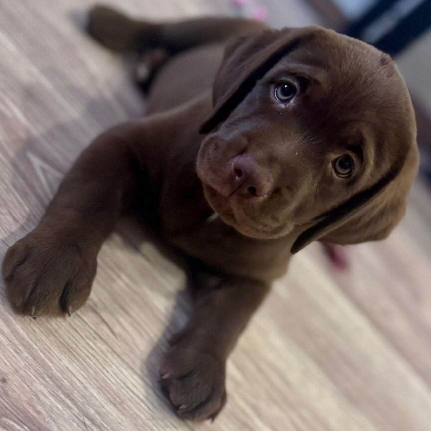 Лабрадор-ретривер, щенок