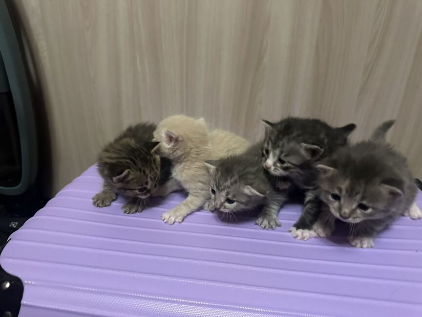 Котята в добрые руки