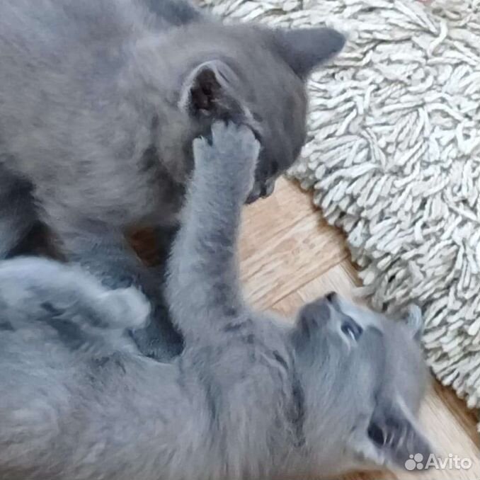 Котята русская голубая девочки