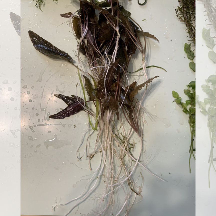 Аквариумные растения обменяю на креветок